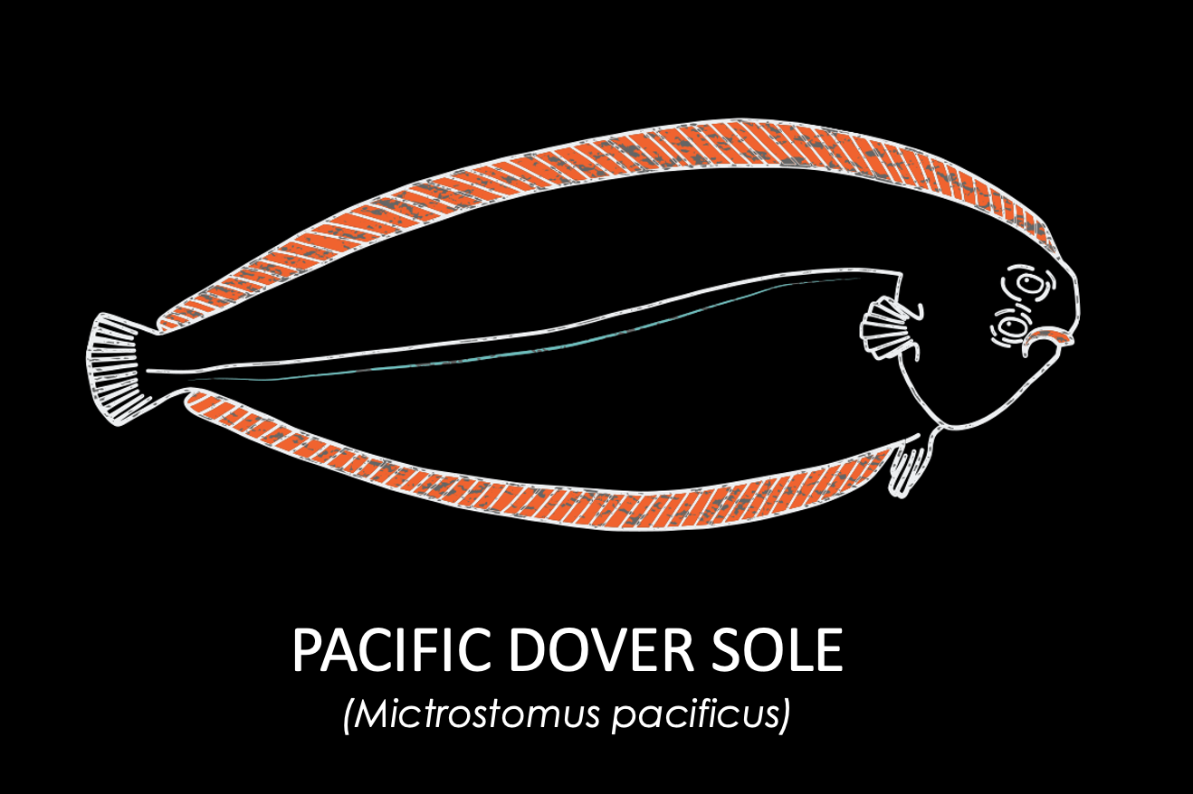 Groundfish Info — Positively Groundfish