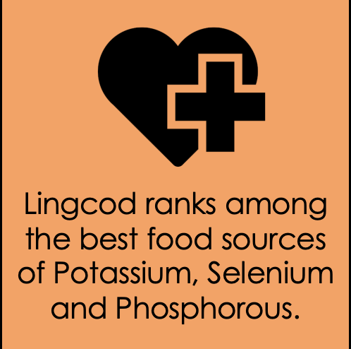 Lingcod - Fish Species Information — Positively Groundfish