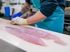 Lingcod - Fish Species Information — Positively Groundfish