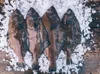 Pacific Dover Sole Fish Species Information — Positively Groundfish