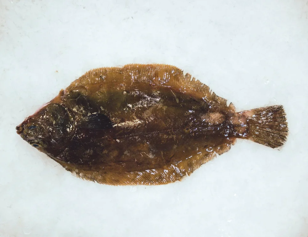 Pacific Dover Sole - Fish Species Information — Positively Groundfish