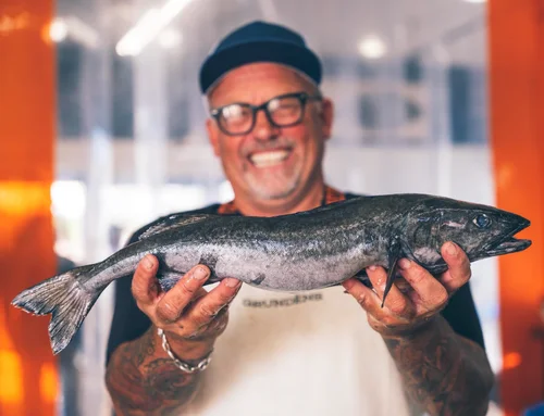 Black Cod / Sablefish - Fish Species Information — Positively Groundfish