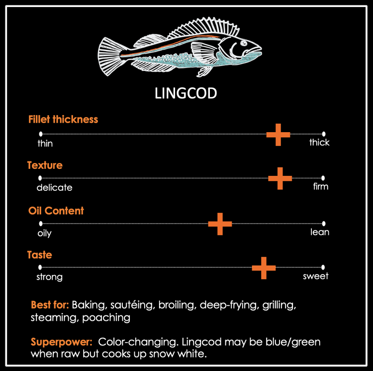 Lingcod - Fish Species Information — Positively Groundfish