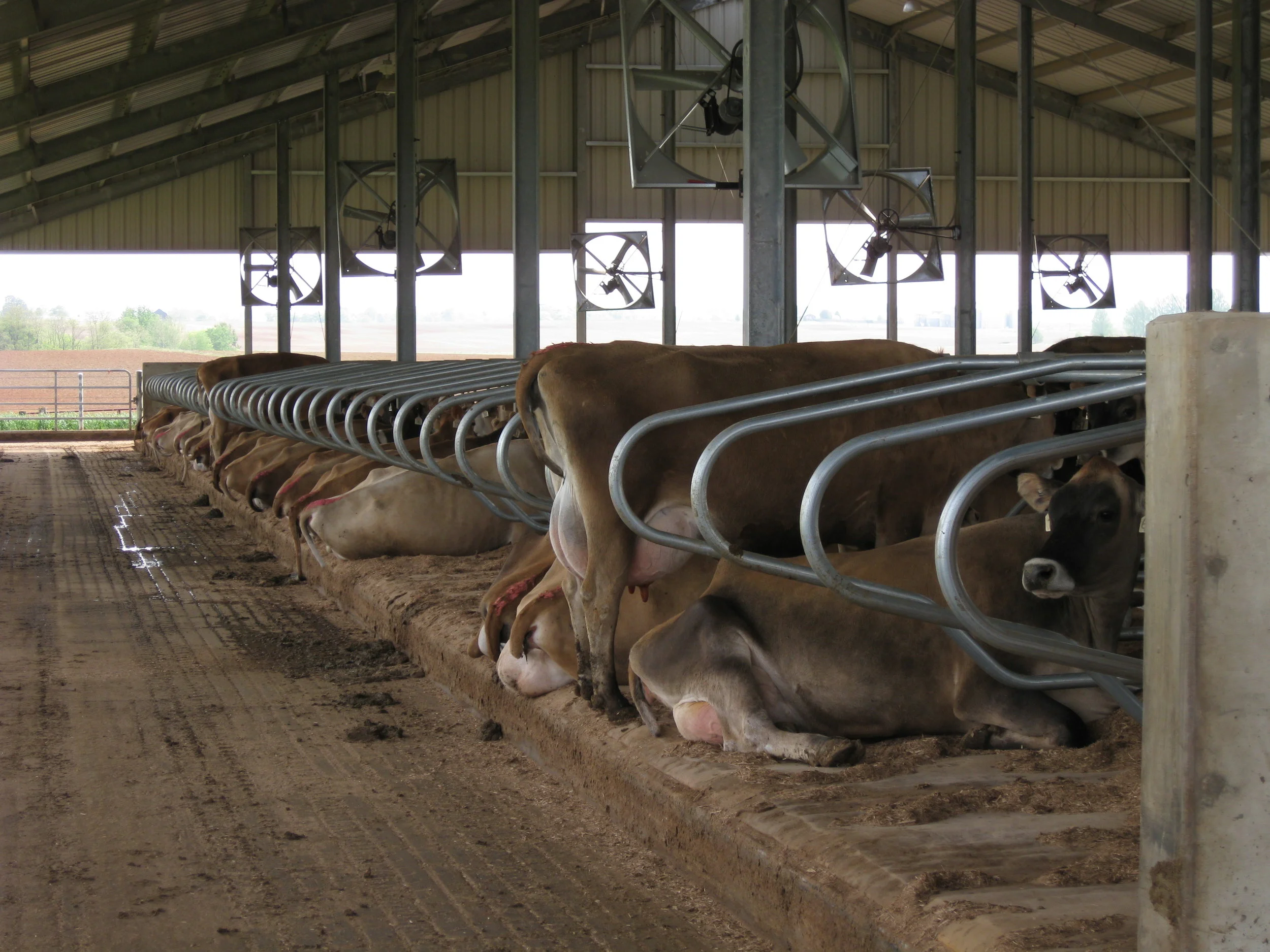Freestall Barns Dairy, CowFocused Solutions, Jeffrey Bewley ...