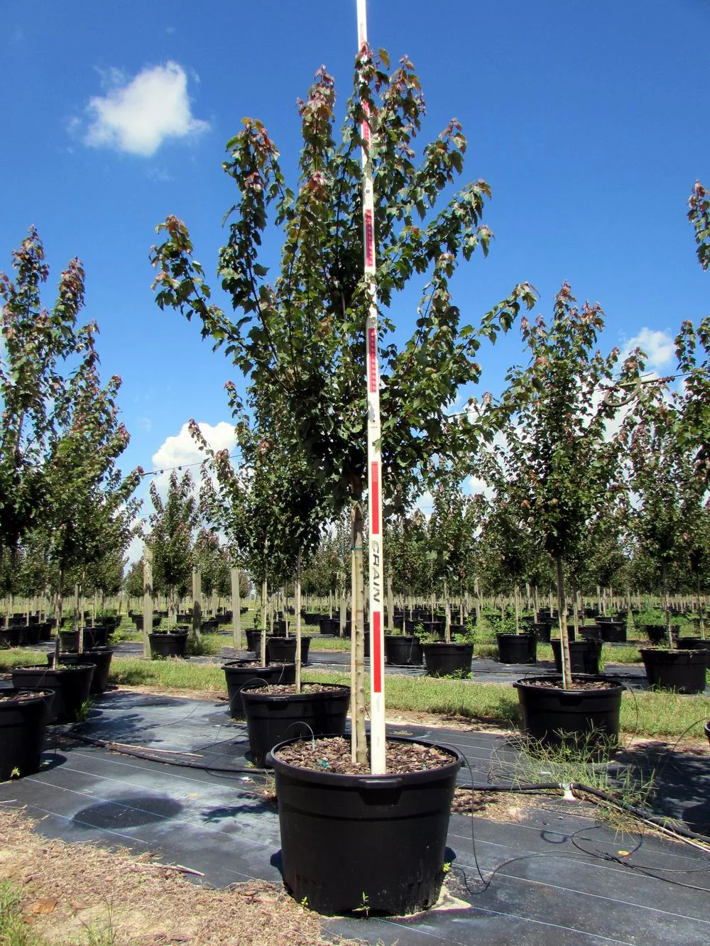 Product Specifications — Marian Gardens