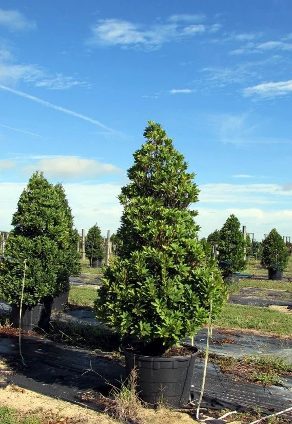 Product Specifications — Marian Gardens