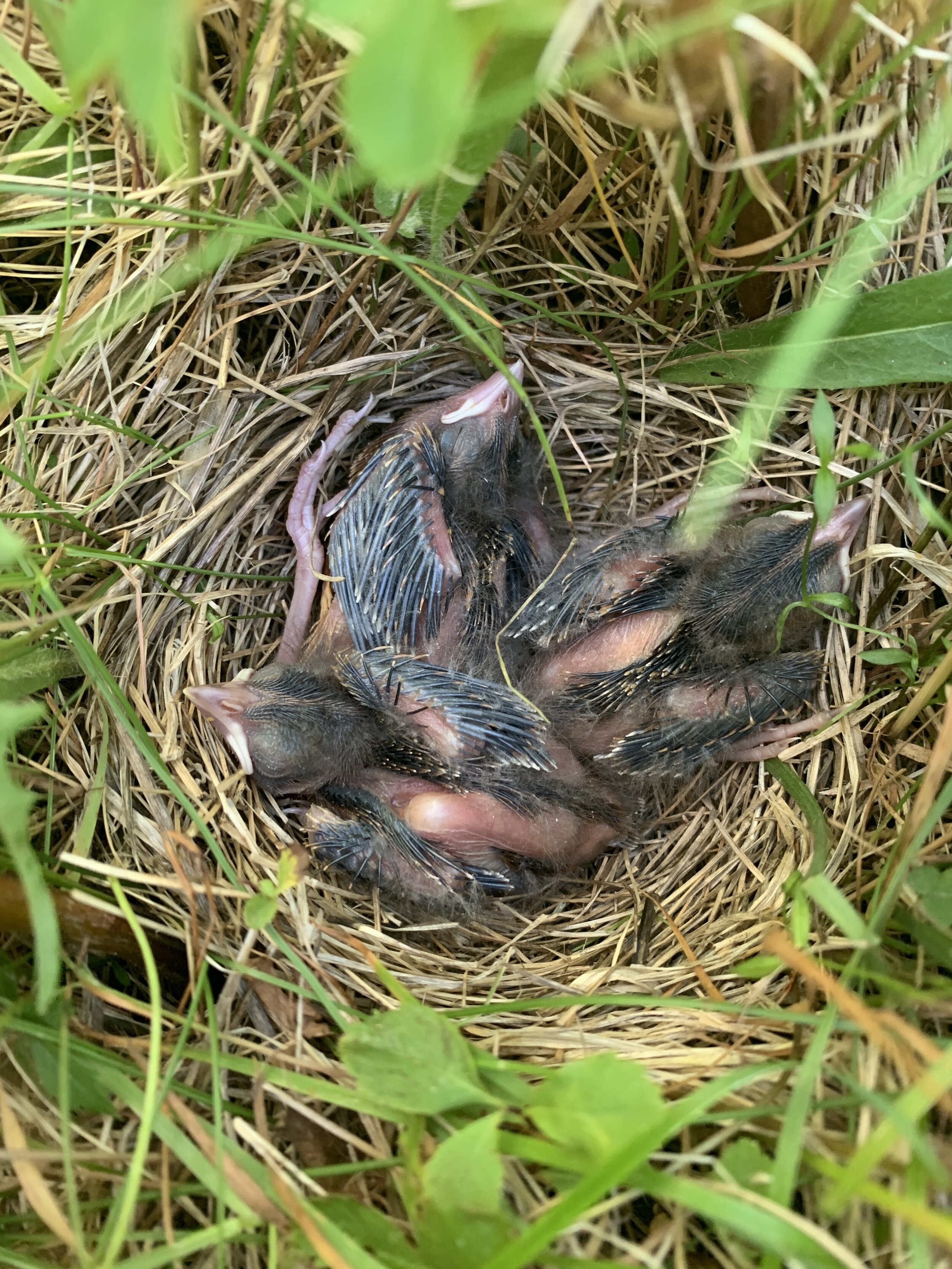 Protecting Grassland Birds — Kennebec Estuary Land Trust