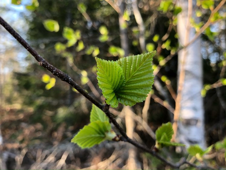 Bud Break Walk (full) — Kennebec Estuary Land Trust