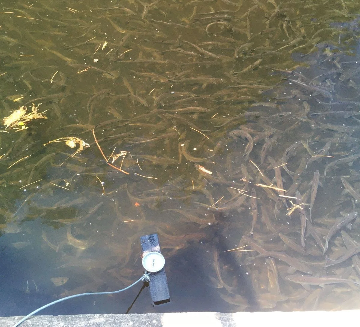 End of Season Update from the Nequasset Alewife Count — Kennebec ...