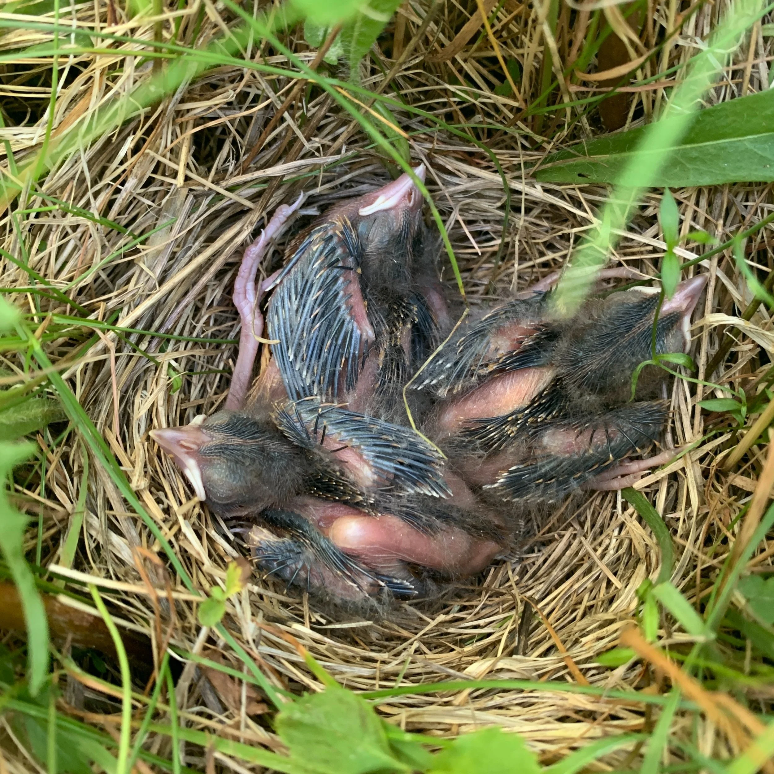 An Ally to Grassland Bird Conservation — Kennebec Estuary Land Trust