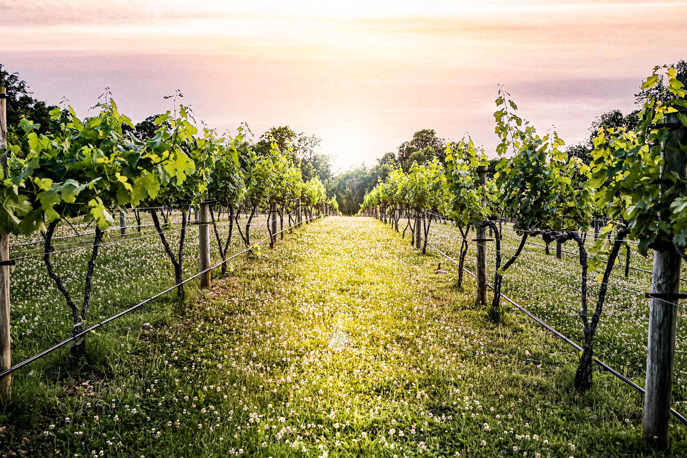 Top 10 Wineries in the South — Southern Travel + Lifestyles
