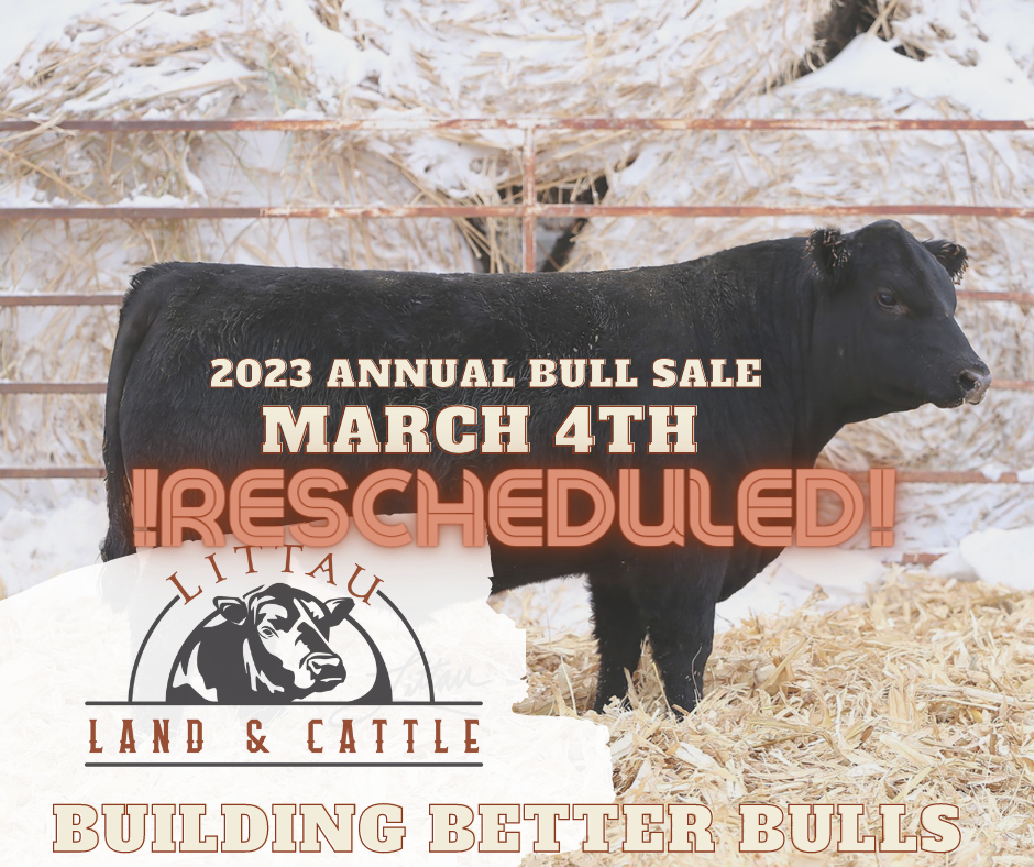 2023 Yearling Angus Bull Sale — Littau Land & Cattle