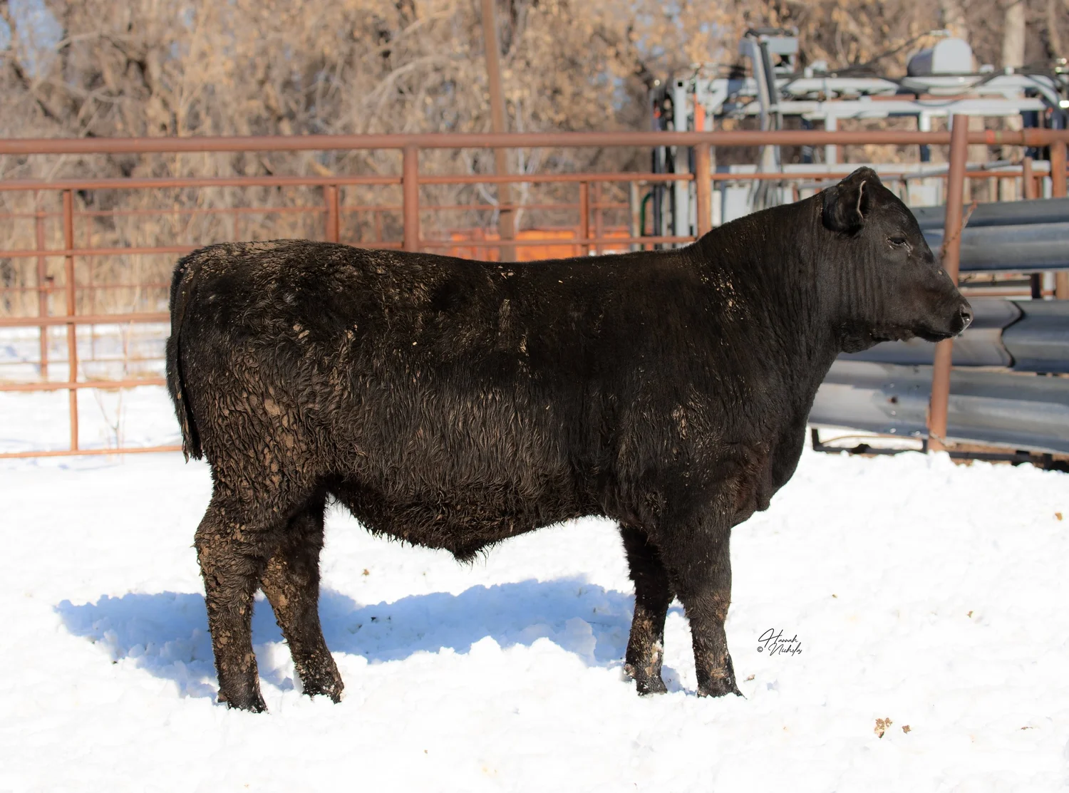 2024 Yearling Angus Bull Sale — Littau Land & Cattle