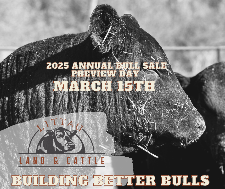 Littau Land and Cattle Angus Bull Sale — Littau Land & Cattle