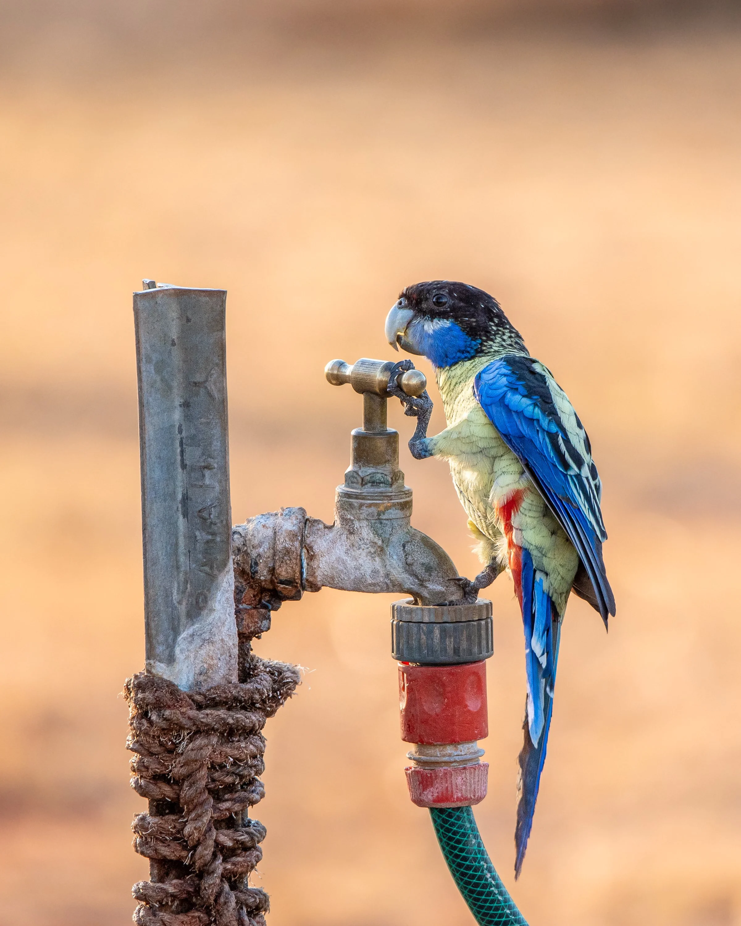 2024 winners gallery — BirdLife Australia Photography Awards