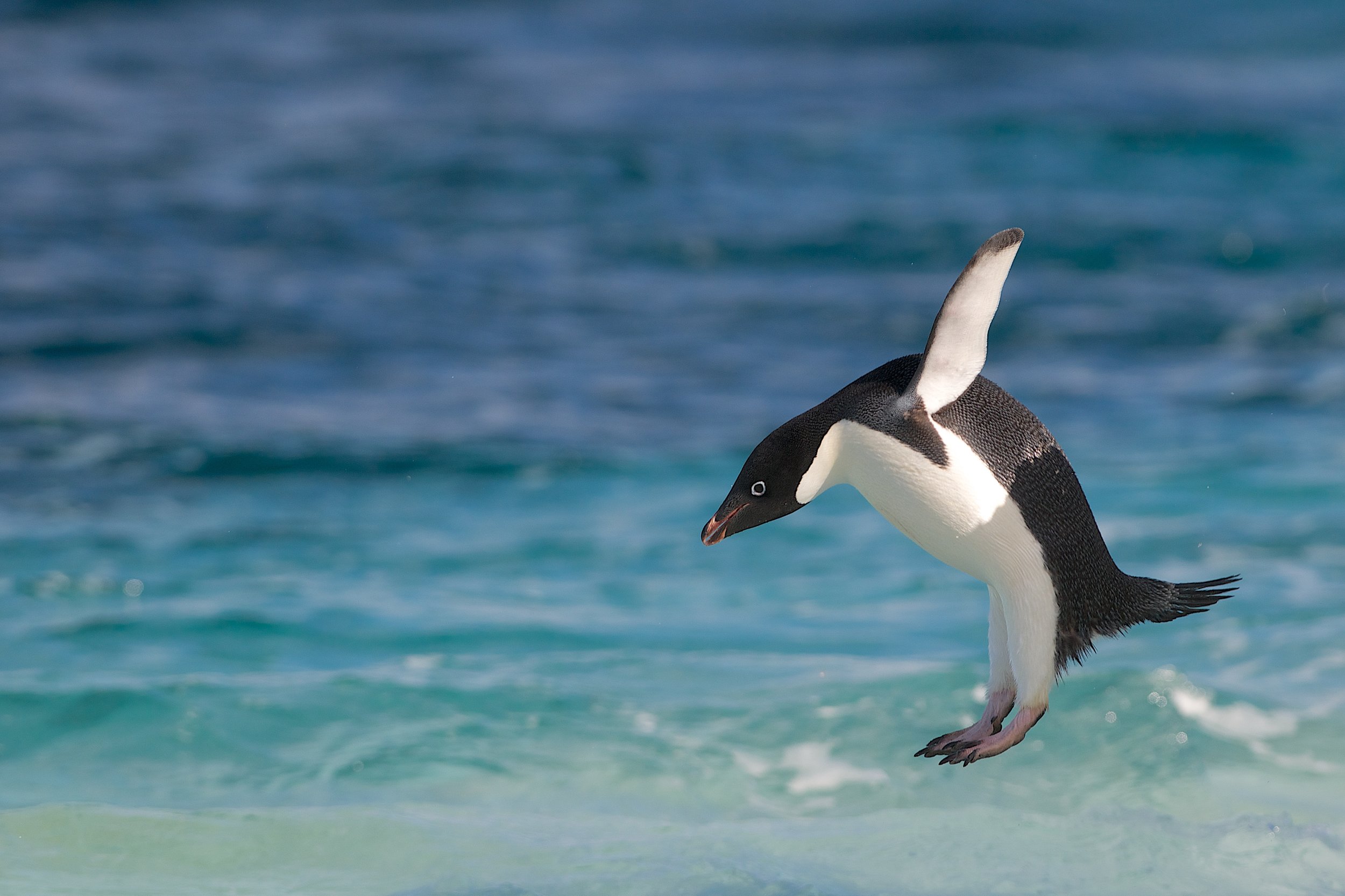 Contact Us — BirdLife Australia Photography Awards