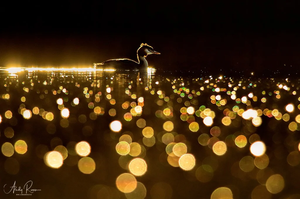 BirdLife Australia Photography Awards