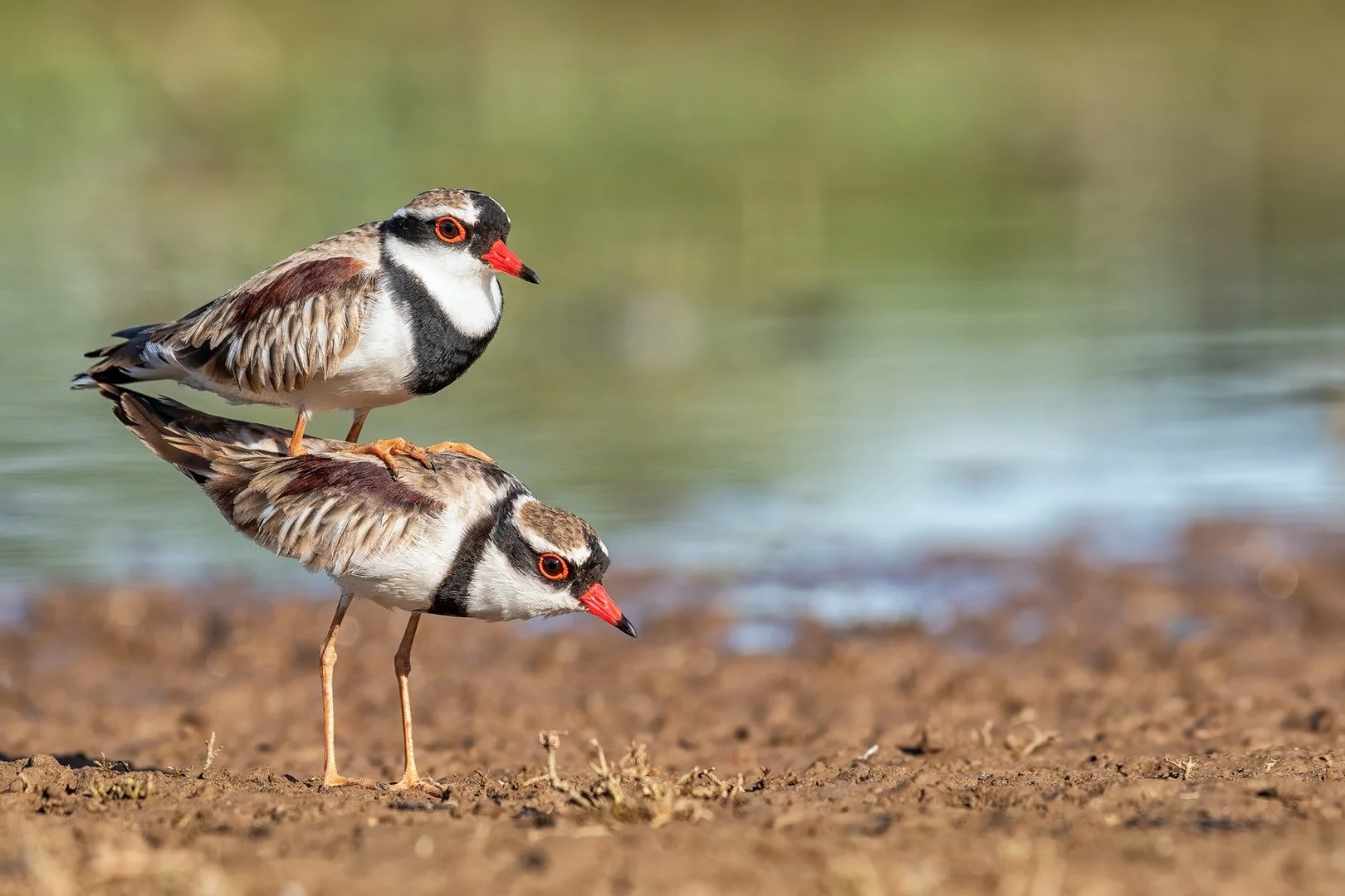 BirdLife Australia Photography Awards