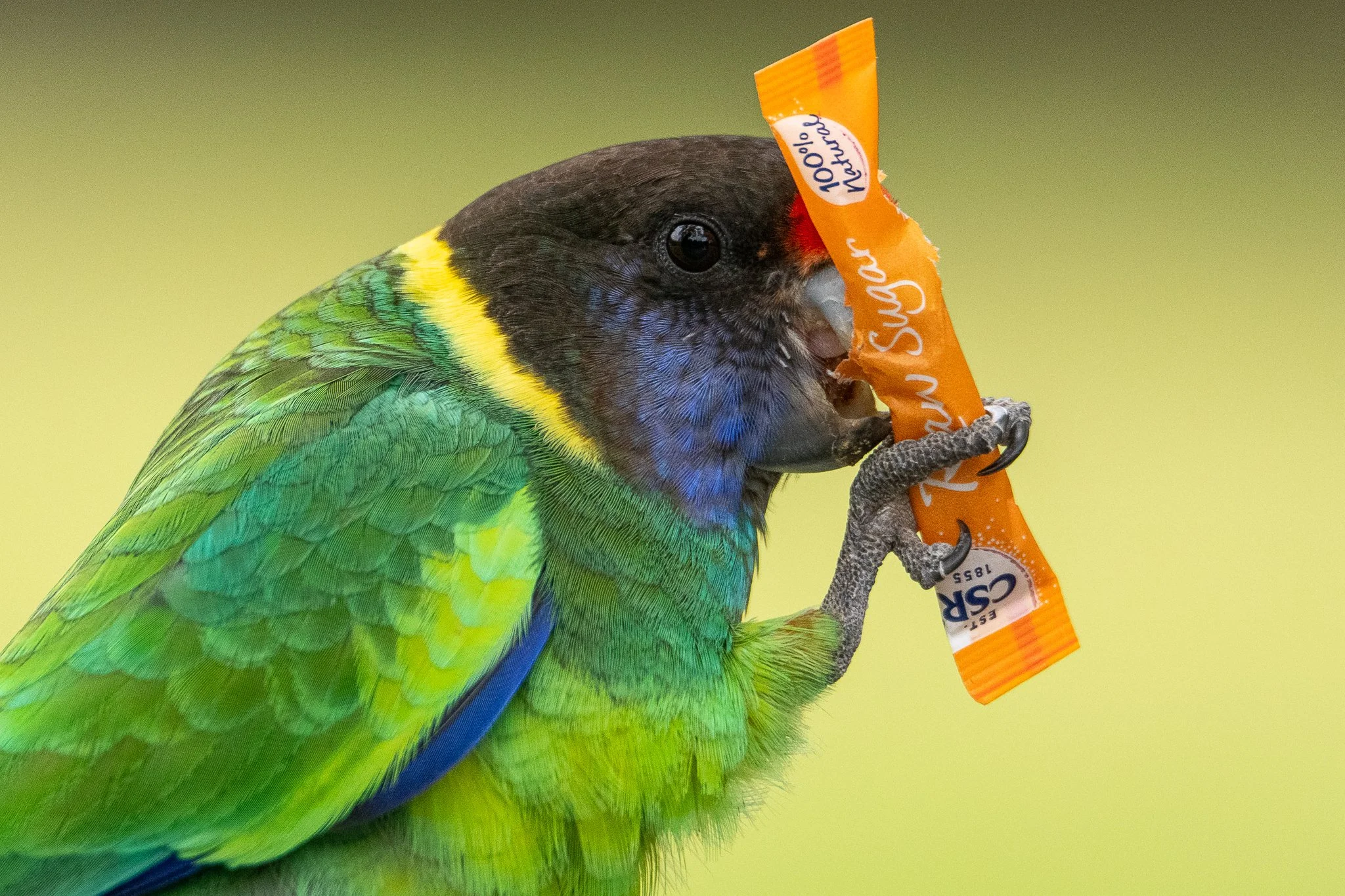 2023 Finalists — BirdLife Australia Photography Awards