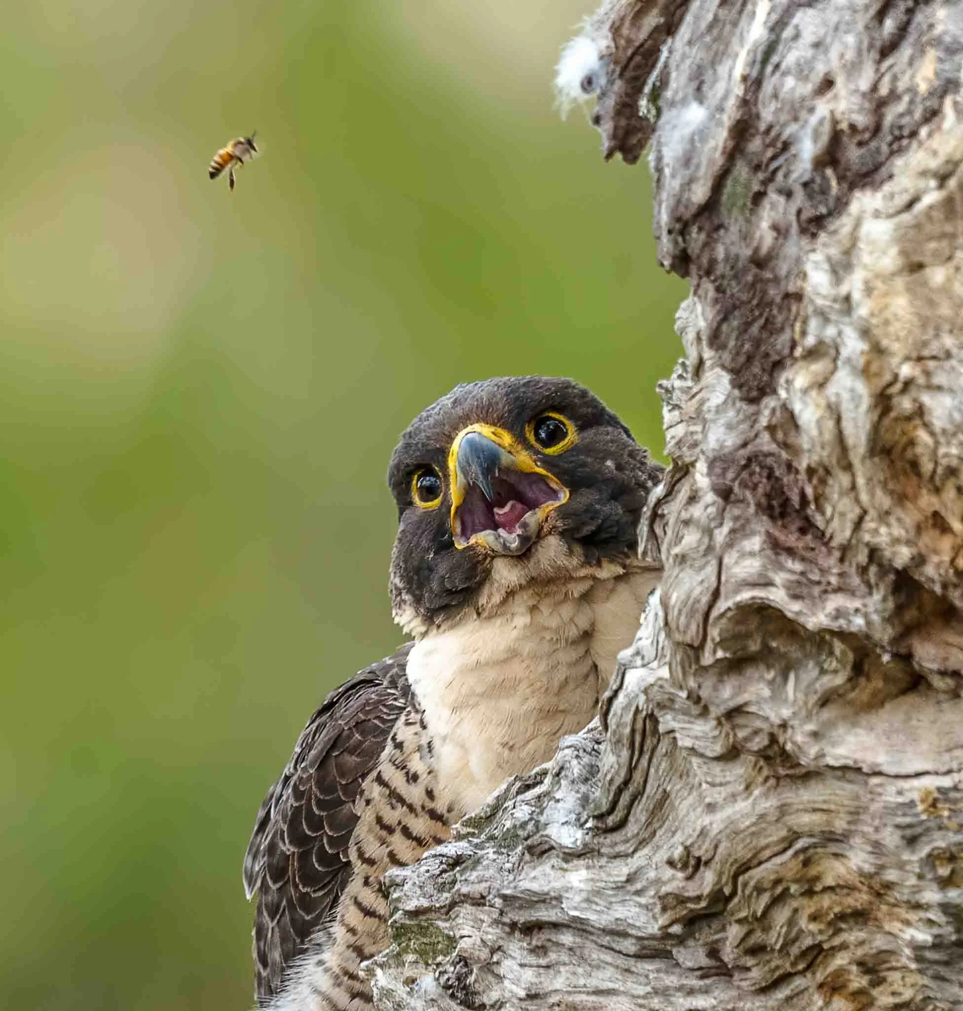 2024 winners gallery — BirdLife Australia Photography Awards