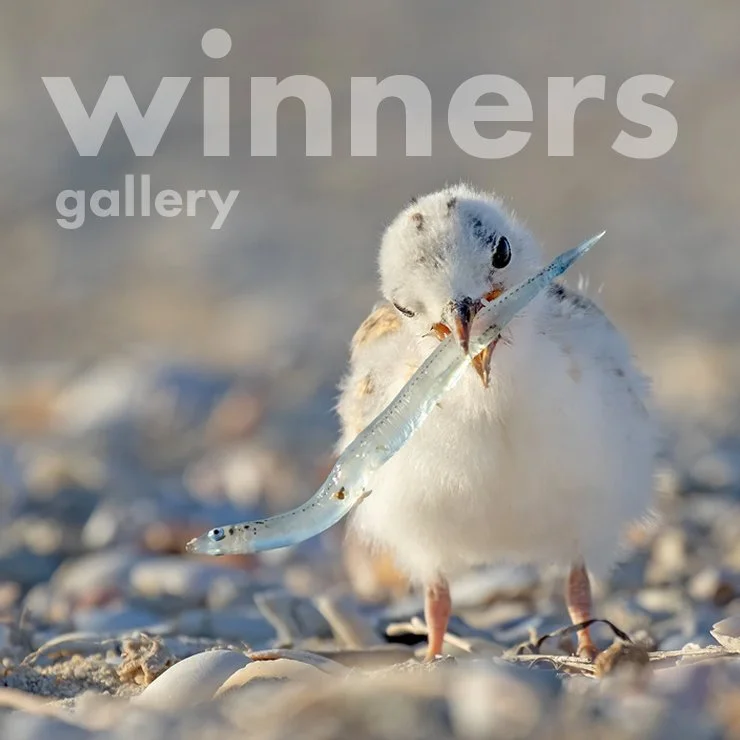 BirdLife Australia Photography Awards
