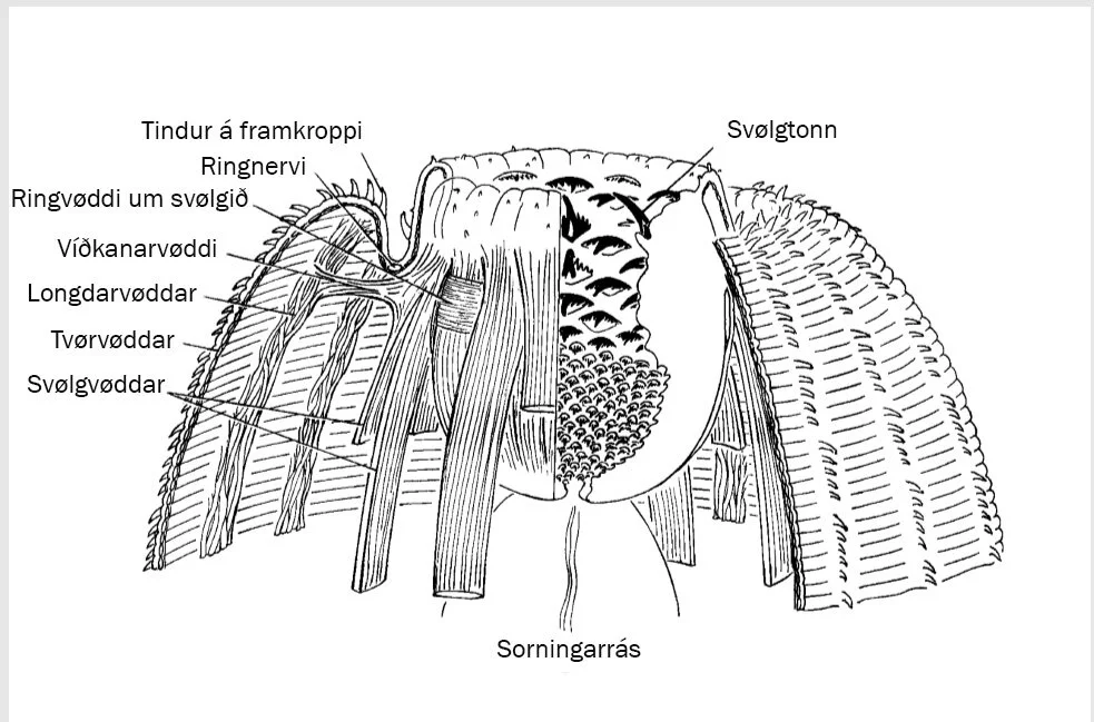 Priapulus caudatus — Tjóðsavnið