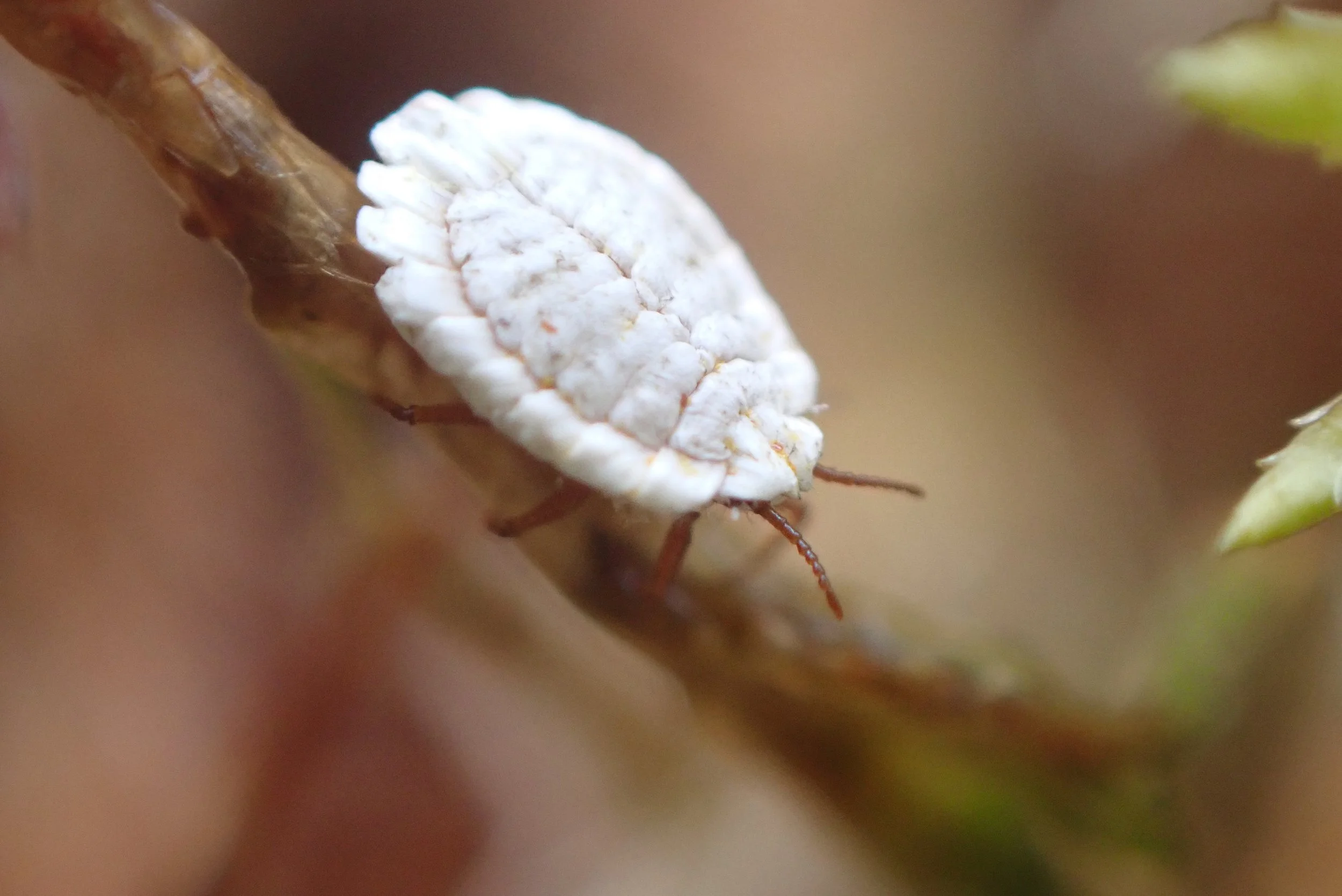 Invertebrates of Koltur — Tjóðsavnið