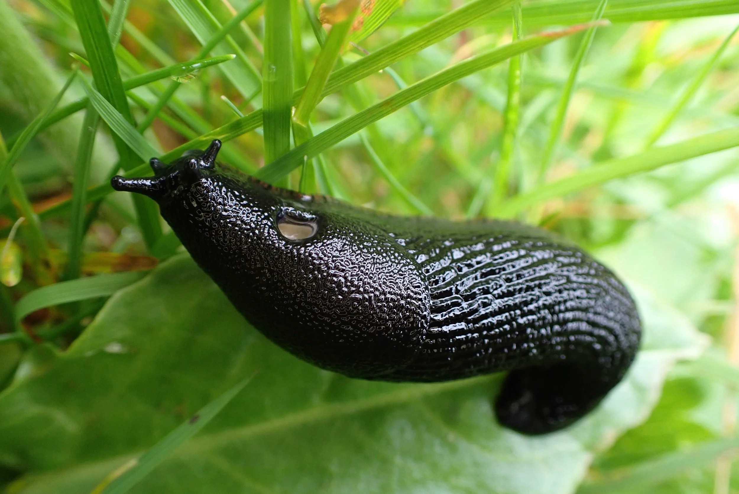 Invertebrates of Koltur — Tjóðsavnið