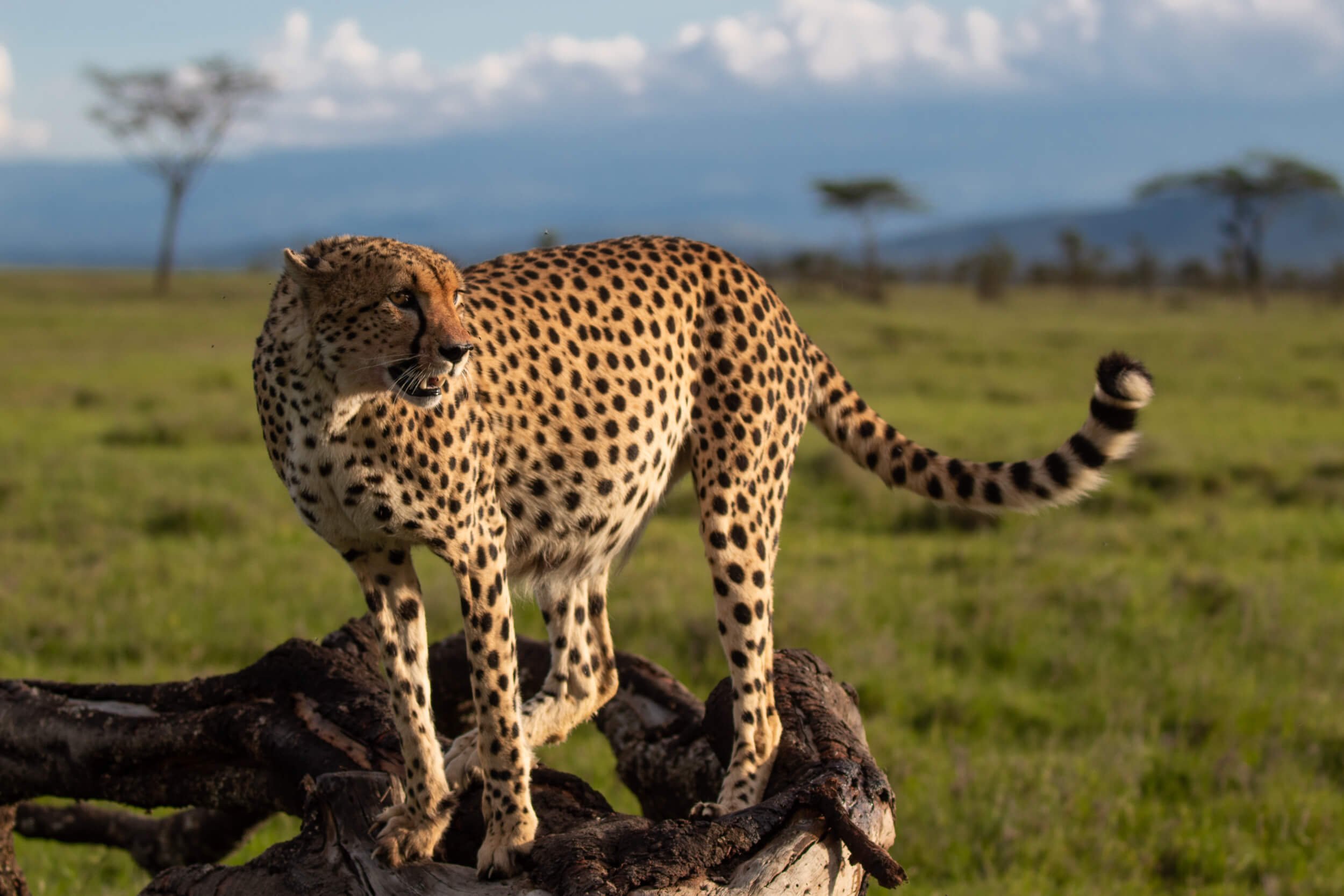 My favourite pictures from our Kenya Yoga Retreat — Wild Kat Yoga