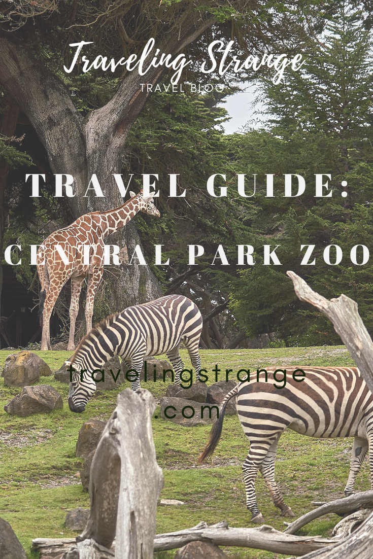 The Ultimate Central Park Zoo Travel Guide — Traveling Strange Post ...