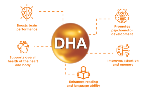 DHA & the Brain — Dr. Matthew Castanho