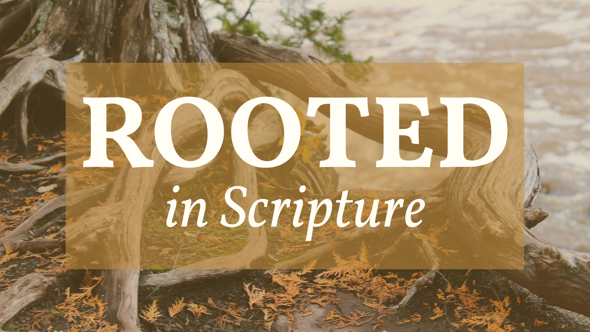 Rooted in Scripture — first baptist covington