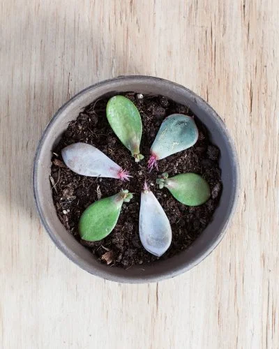 Zelf je planten stekken: 3 verschillende stek-methodes — Mama Botanica