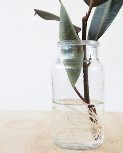 Zelf je planten stekken: 3 verschillende stek-methodes — Mama Botanica