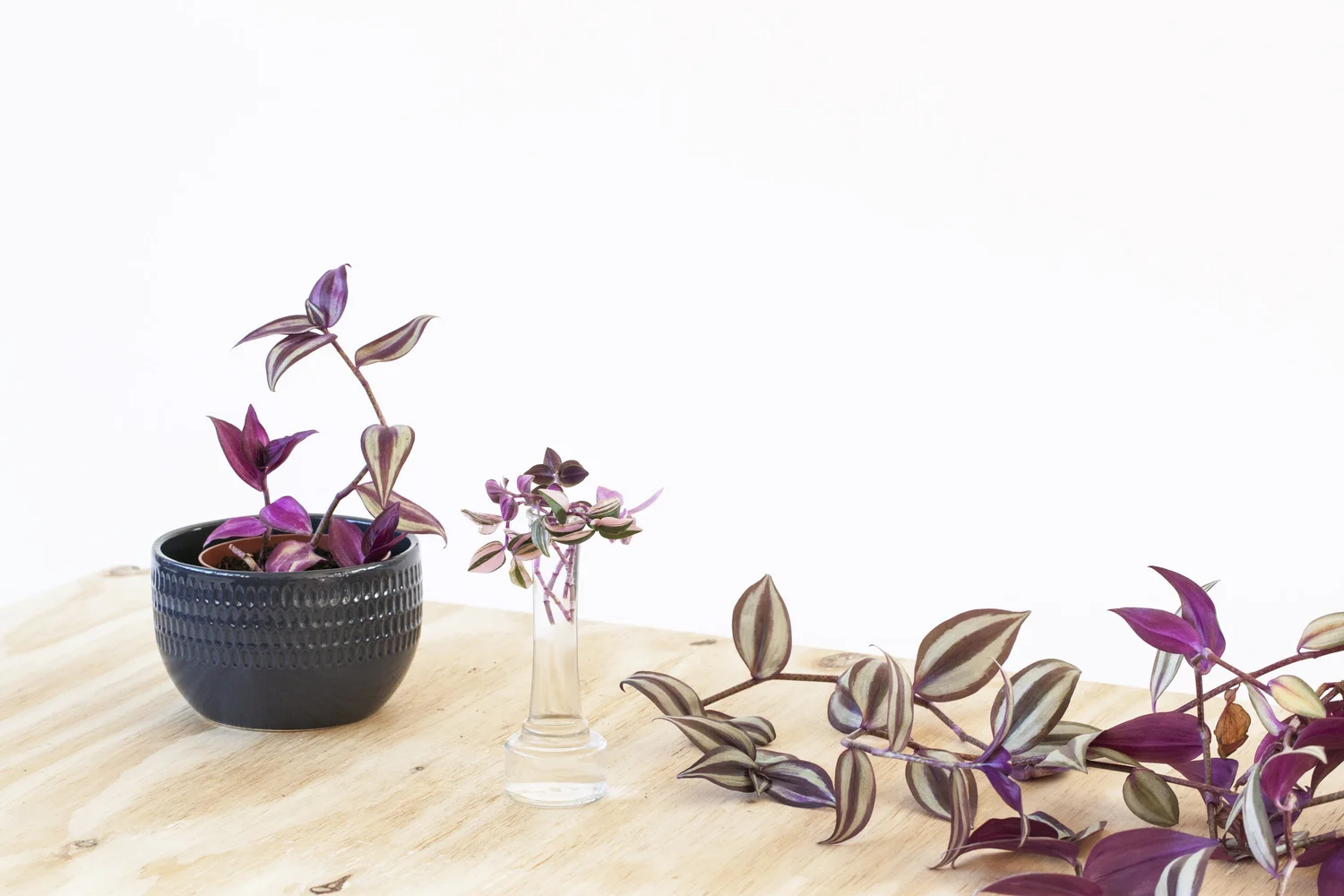 Problemen bij het stekken van je planten? — Mama Botanica