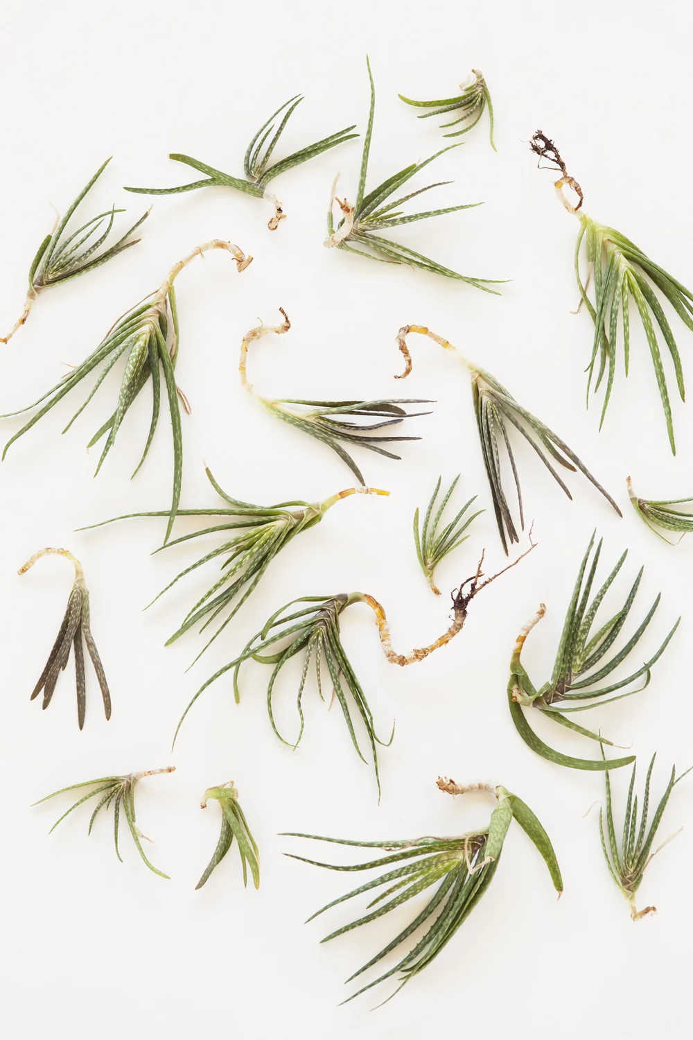 Plantenvraag: Wat te doen met een uit de kluiten gewassen Aloë vera ...