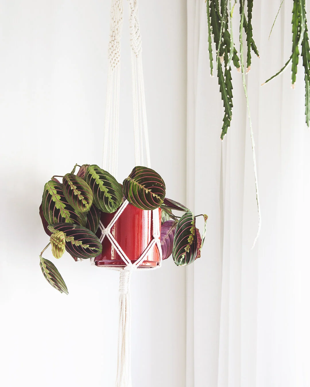 Plantenvraag: Wat doe ik met een bloem in mijn Maranta — Mama Botanica