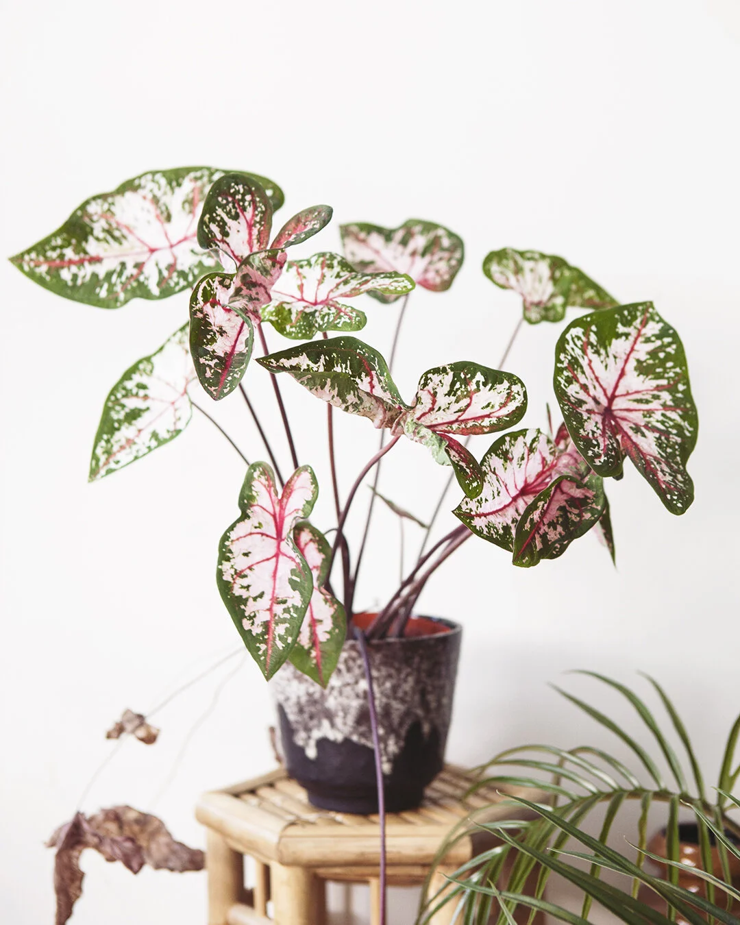 Plantenvraag: de onderste blaadjes van mijn Pannenkoekplant (Pilea ...
