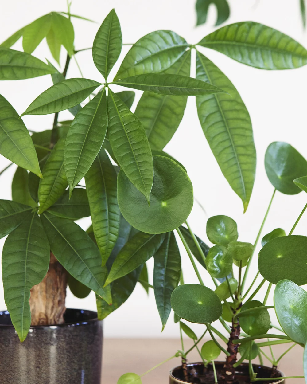 Plantenvraag: Wat doe ik tegen springstaartjes in de grond? — Mama Botanica
