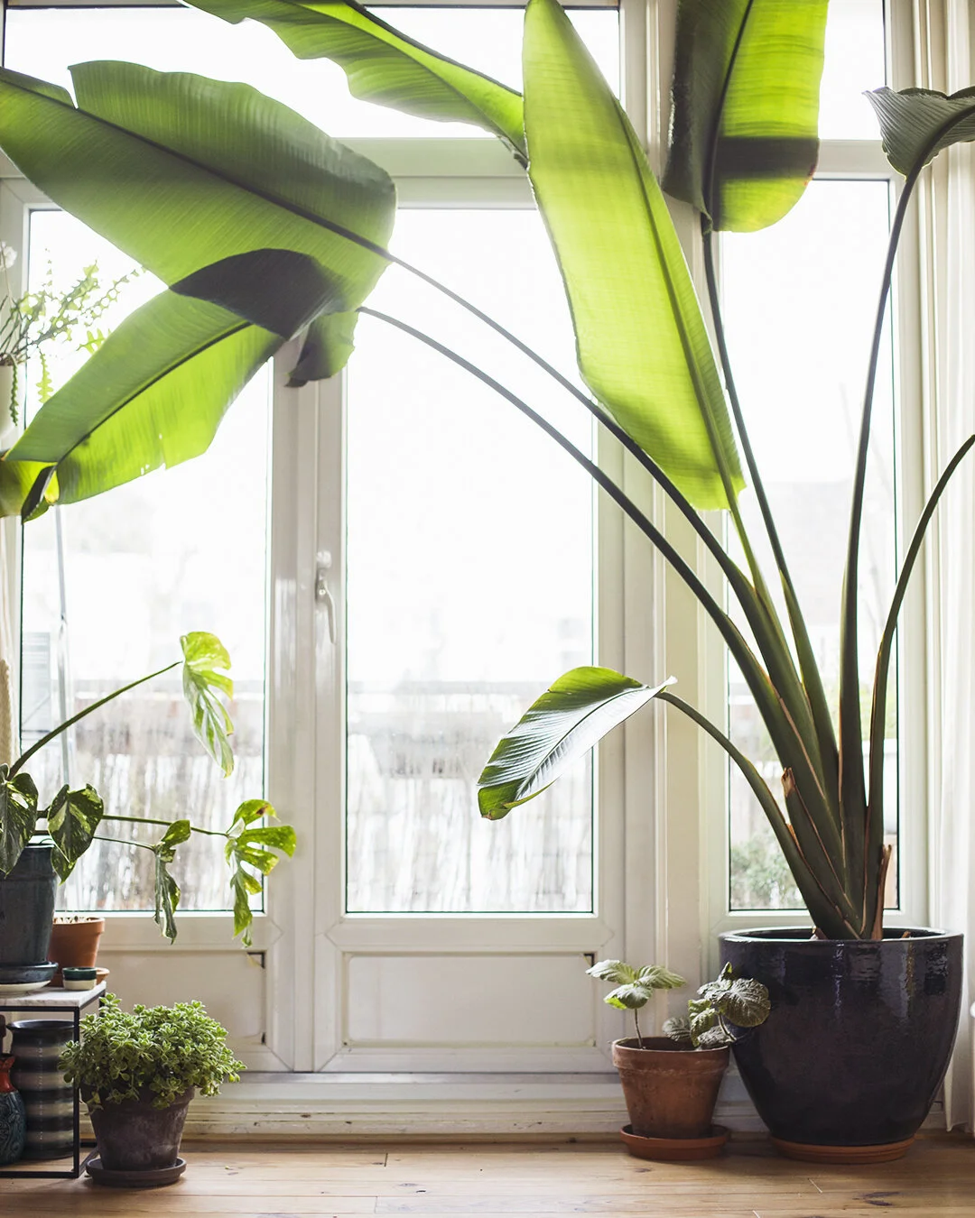 Plantenvraag: Wat zijn die kleine zwarte vliegjes in mijn potgrond ...
