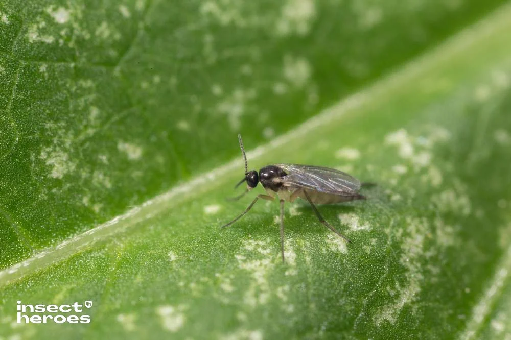 Wat zijn die kleine zwarte vliegjes in mijn plant en potgrond? Mama ...
