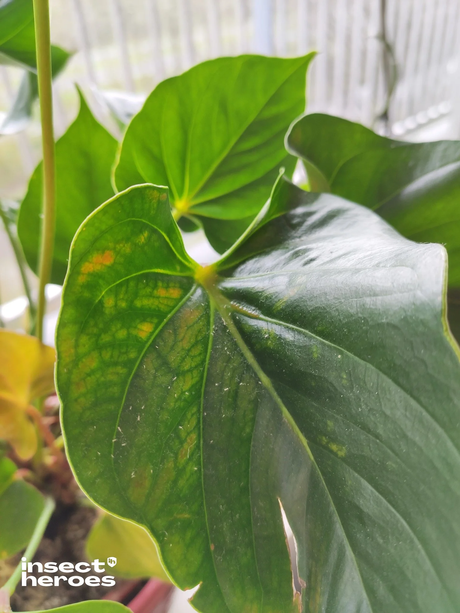 Bladluis bestrijden in je kamerplant met natuurlijke bestrijding — Mama ...