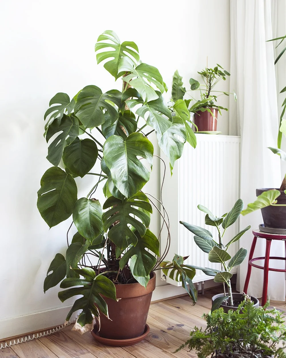 Plantenvraag: Hoe kan je een Monstera aan een mosstok opbinden? — Mama ...