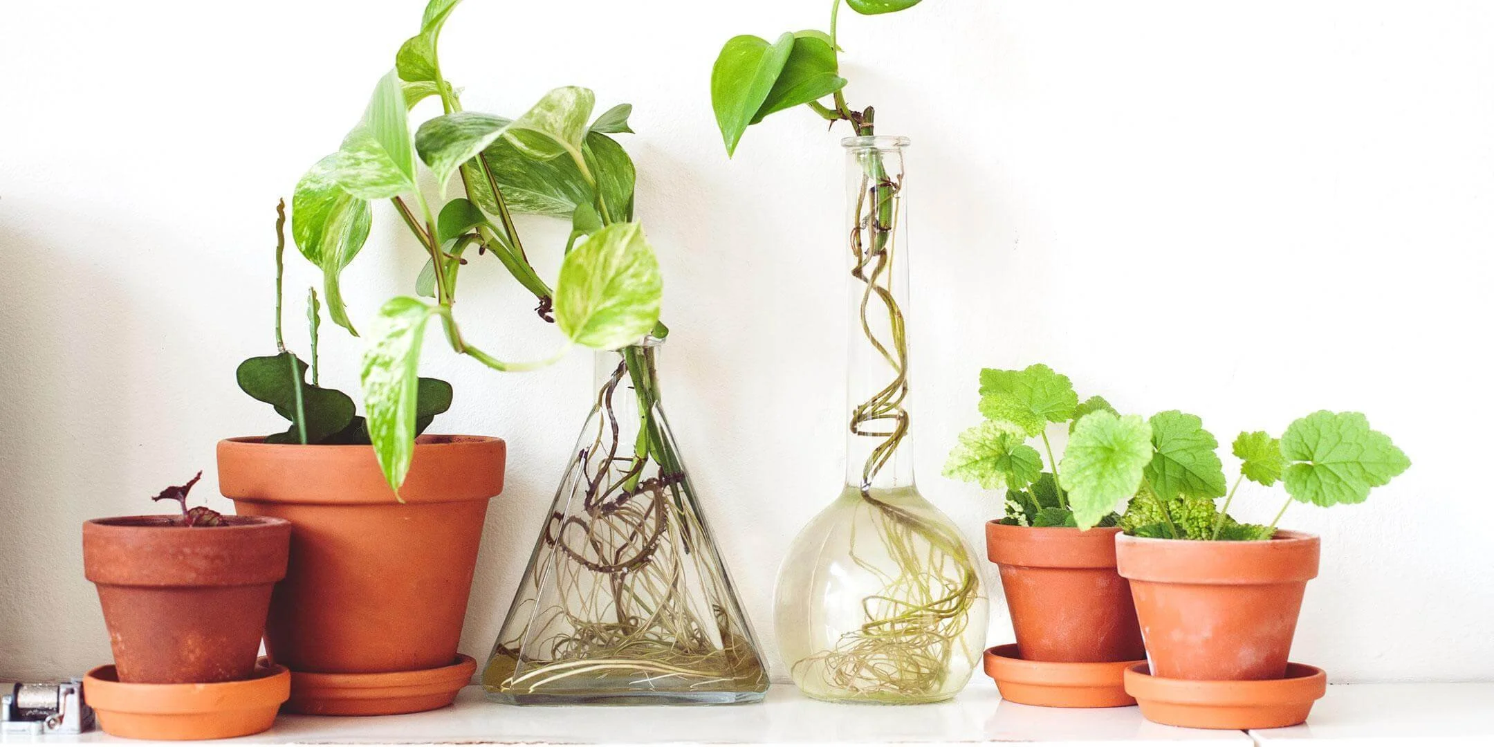 Stekken direct in de grond of stekken eerst in het water laten wortelen ...