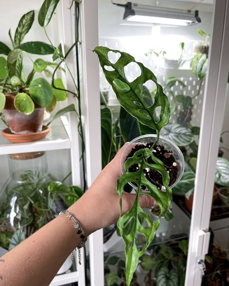 Plant lover: Isabelle van Groen Fatsoen (interview) — Mama Botanica