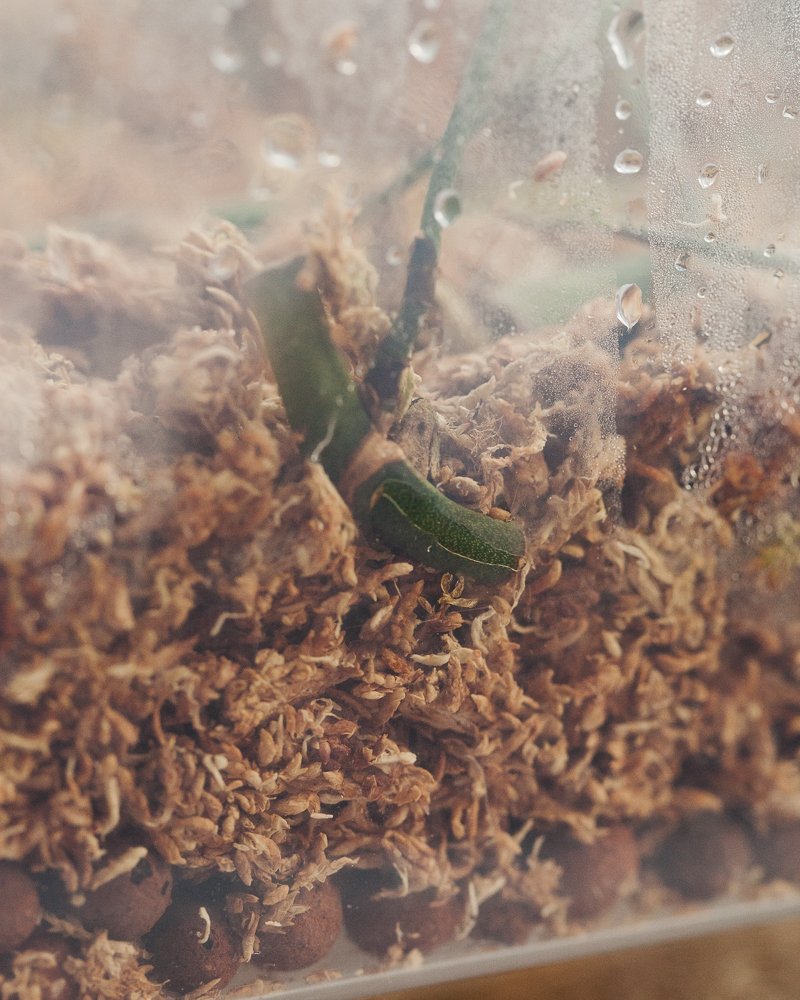 Zo stek je je kamerplanten in een propagation box of propbox — Mama ...