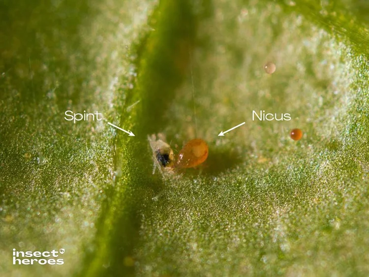 Spint bestrijden in je kamerplant (stappenplan) - Mama Botanica weet ...