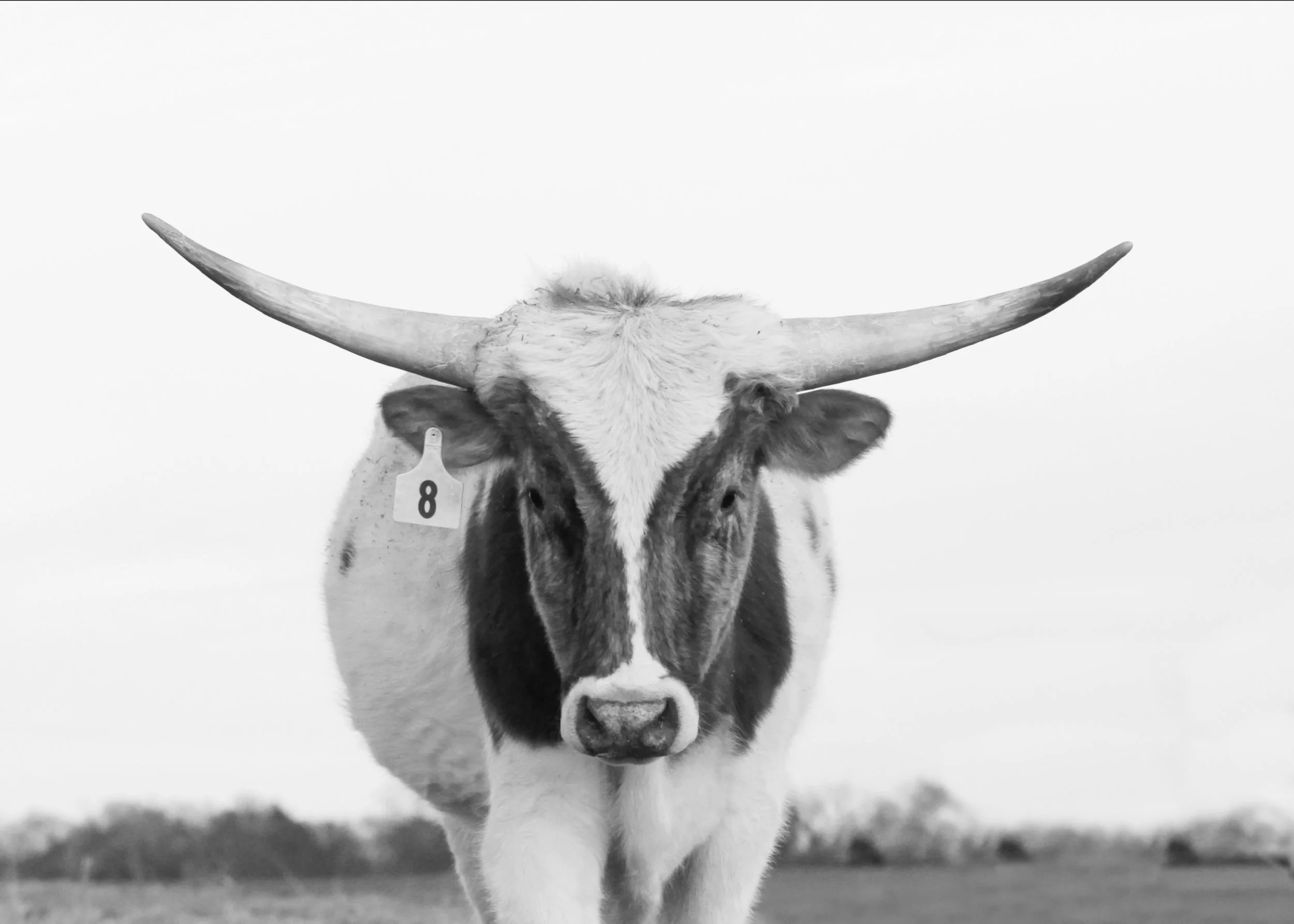 Longhorn Love — b.davis photography