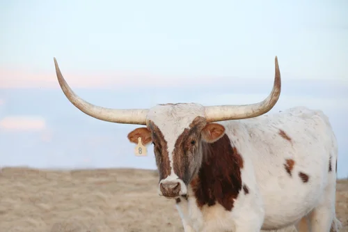 Longhorn Love — b.davis photography