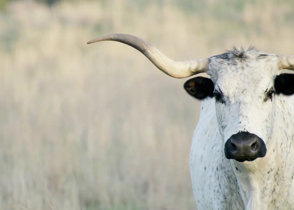 Longhorn Love — b.davis photography